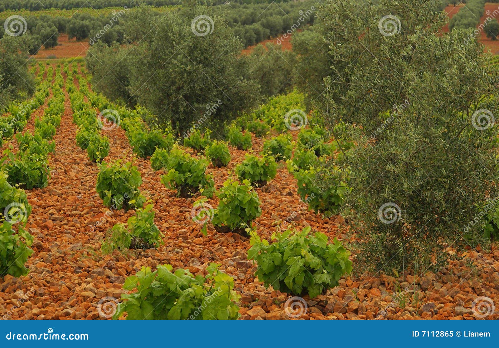 Vineyard in olive grove stock image. Image of brown, rocks - 7112865