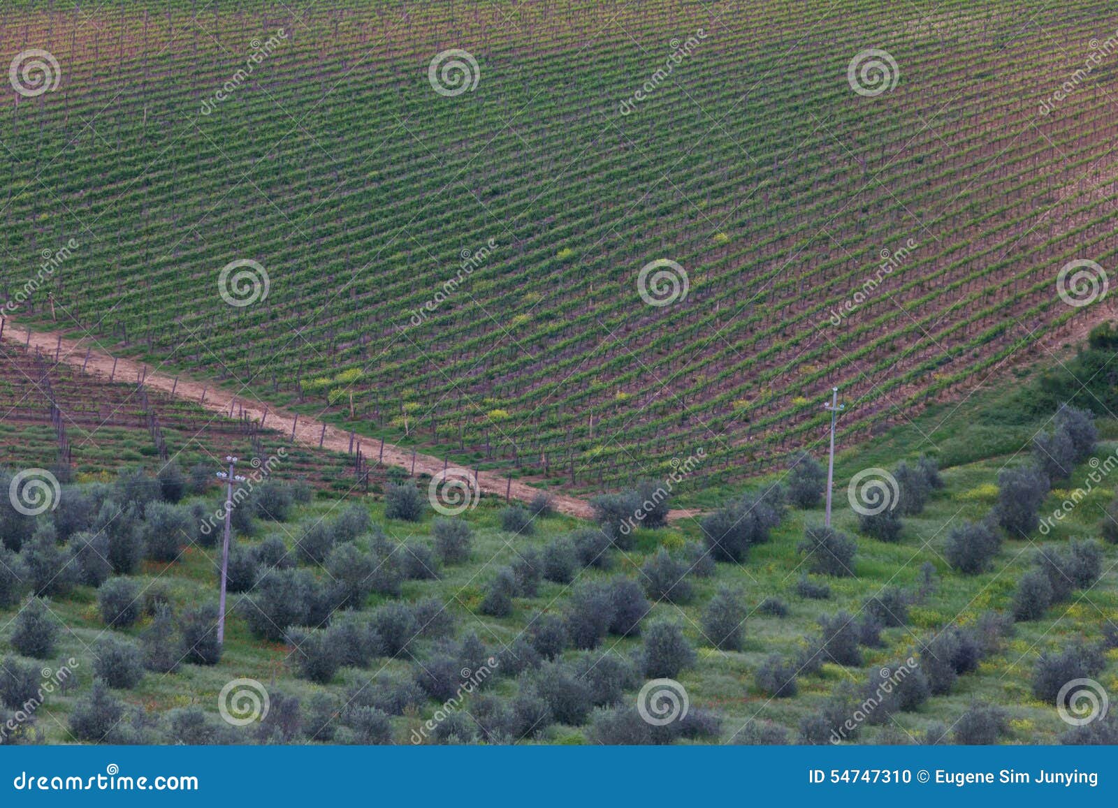 Vineyard and Olive Groves in Tuscany Stock Photo - Image of countryside ...