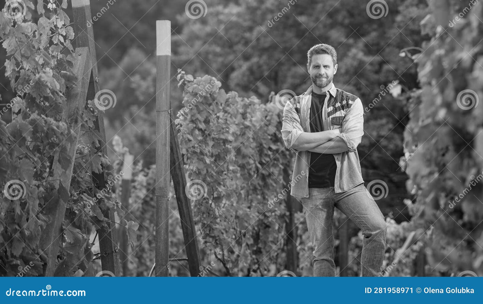 Vineyard Owner Standing at Winery among Grape Farm, Copy Space ...