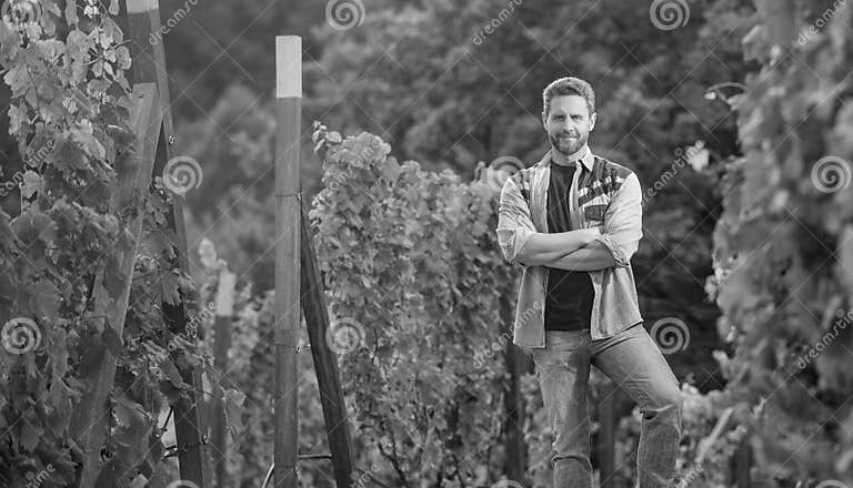 Vineyard Owner Standing at Winery among Grape Farm, Copy Space ...