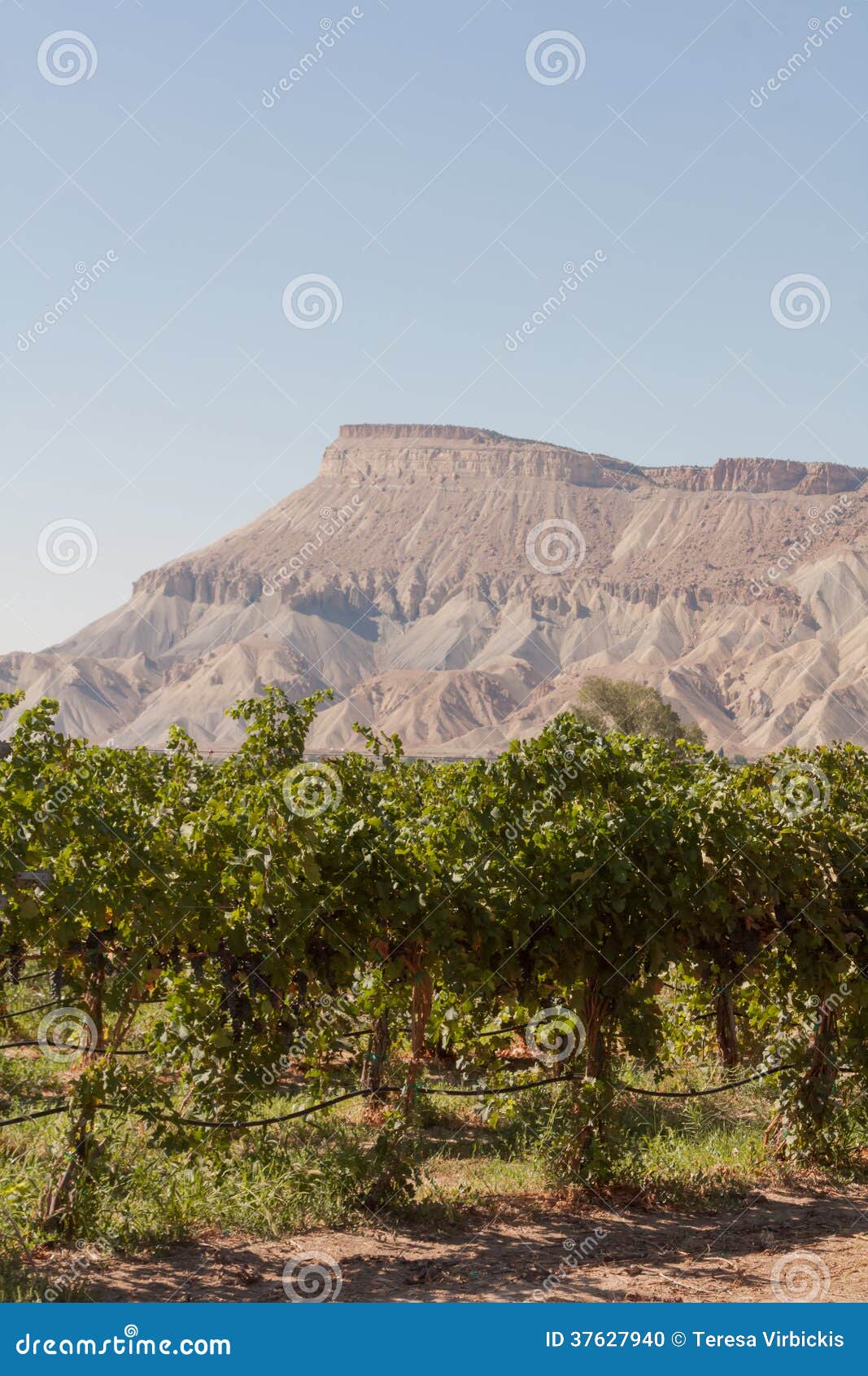 Vineyard stock photo. Image of colorado, grape, fruit - 37627940