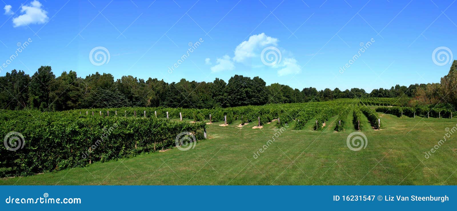 Vineyard Panorama stock image. Image of plants, produce - 16231547