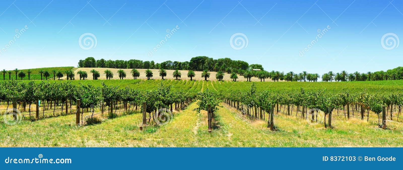 Vineyard Panorama stock image. Image of nature, grass - 8372103