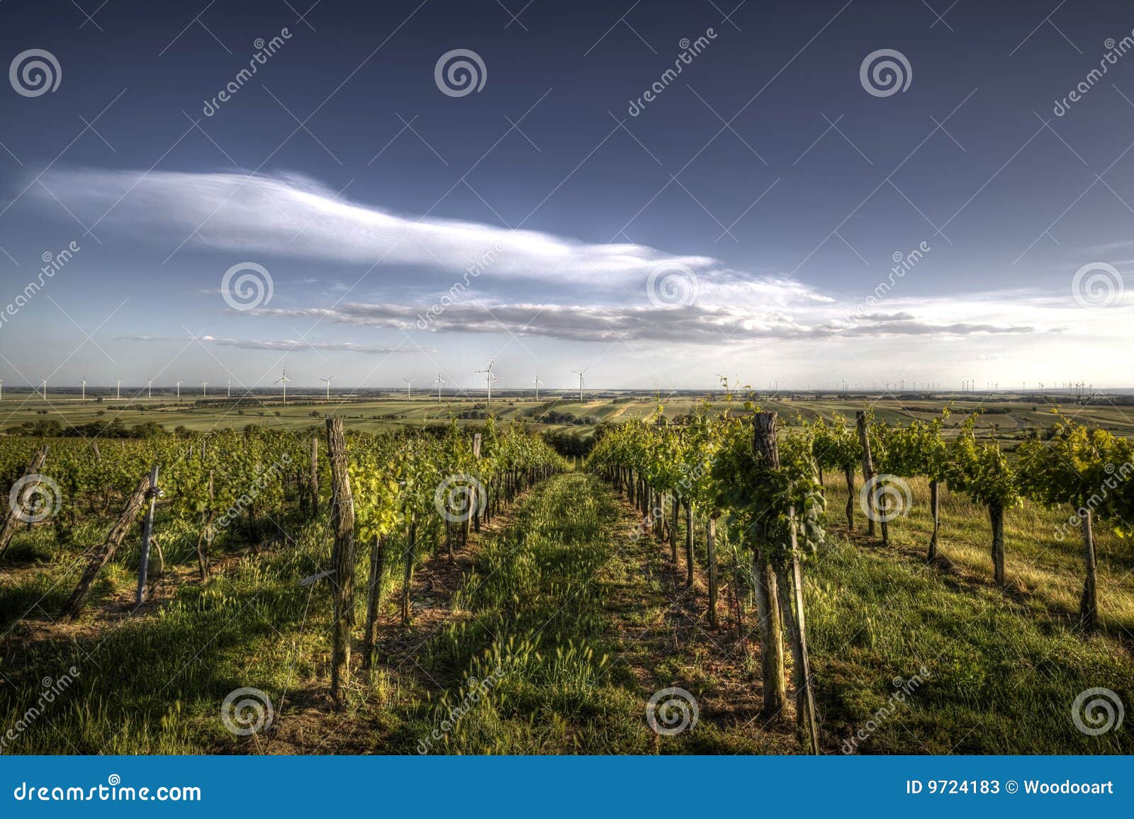 Vineyard panorama stock image. Image of energy, sunset - 9724183