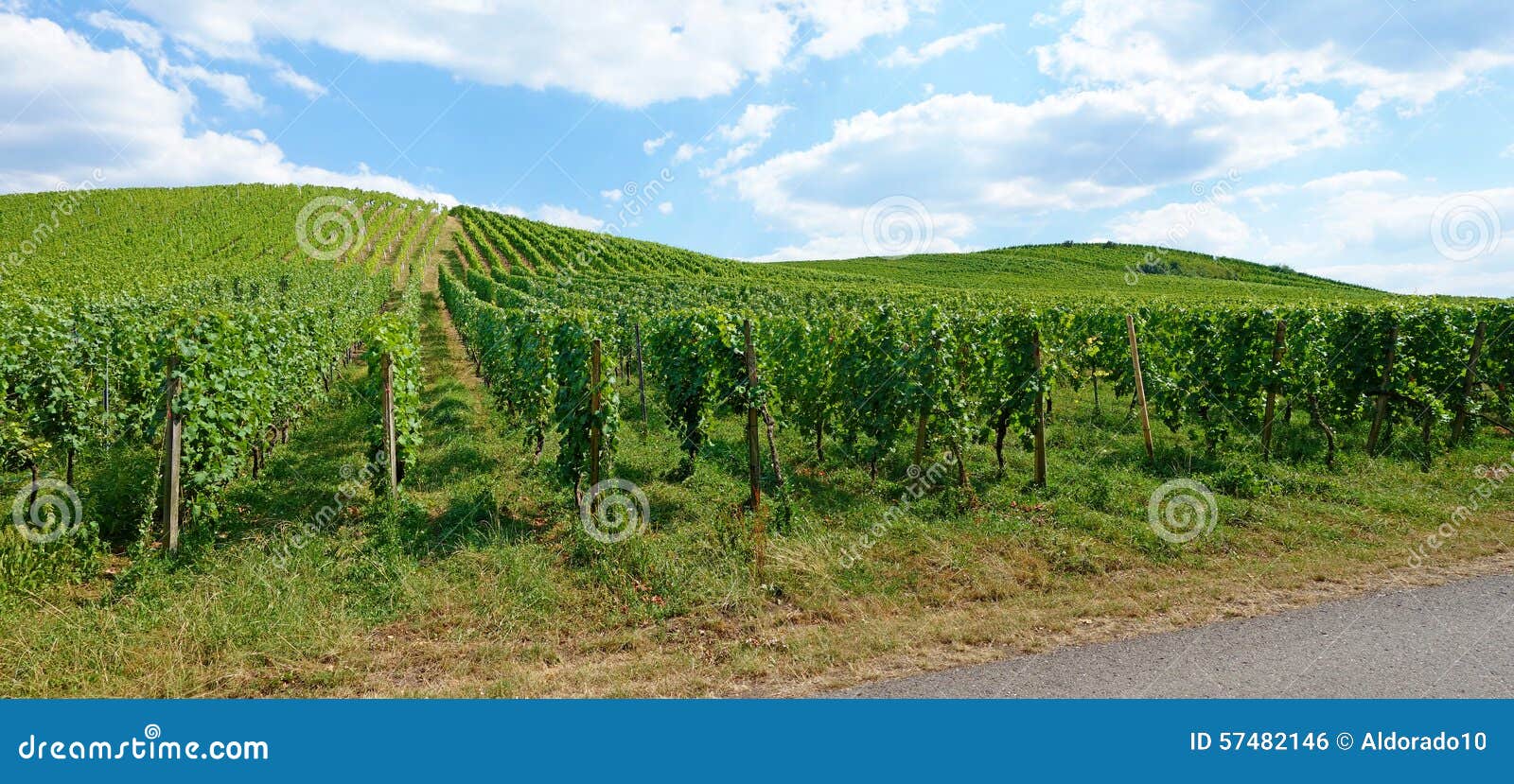 Vineyard panorama stock photo. Image of germany, europe - 57482146