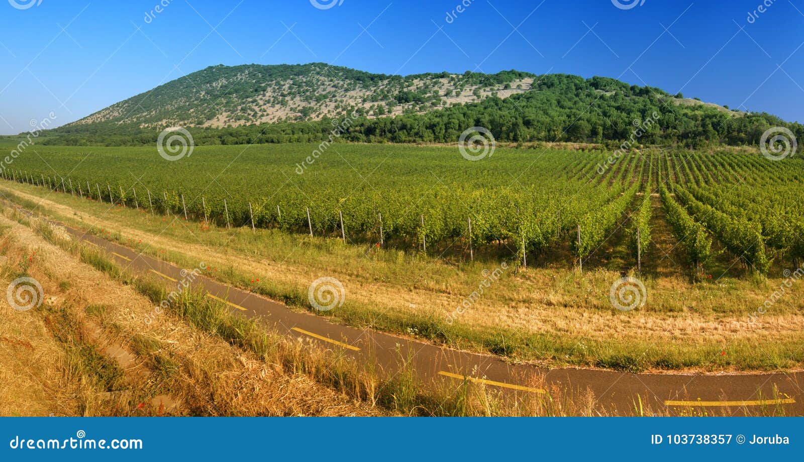 Vineyard in panorama view stock image. Image of rural - 103738357