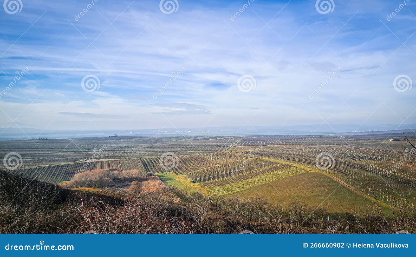 Vineyard panorama stock photo. Image of common, involving - 266660902