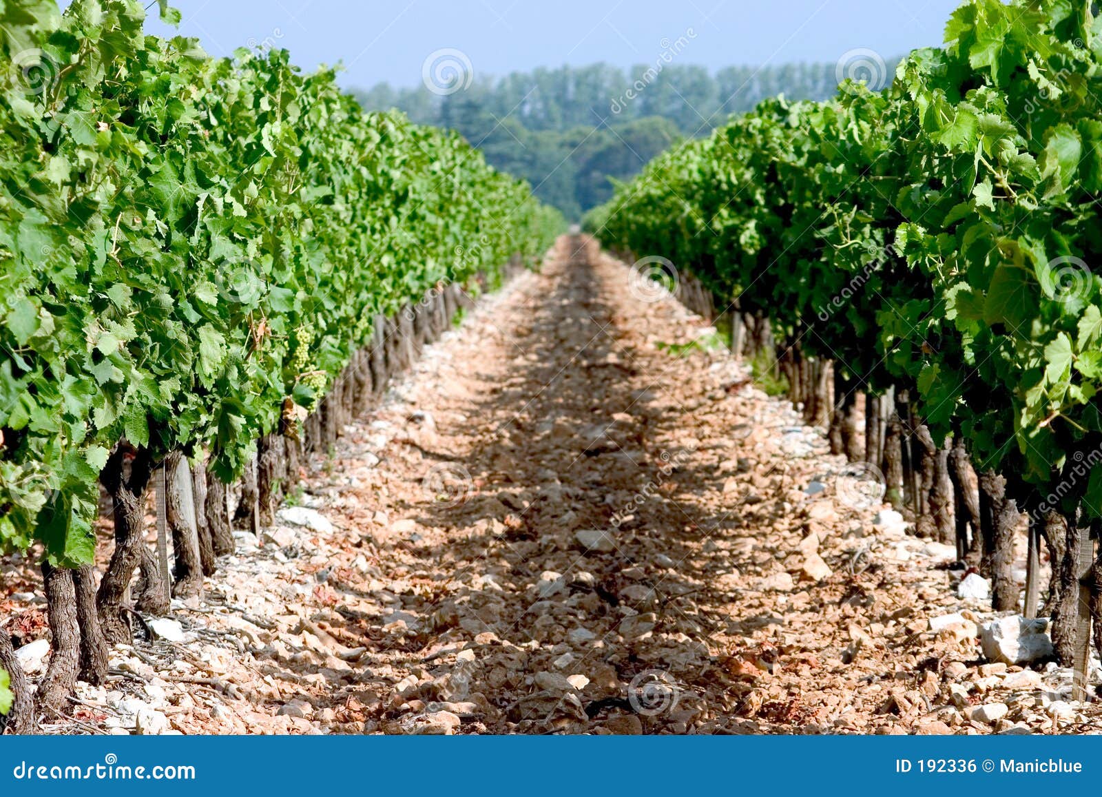 Vineyard Path stock photo. Image of winerie, soil, plants - 192336