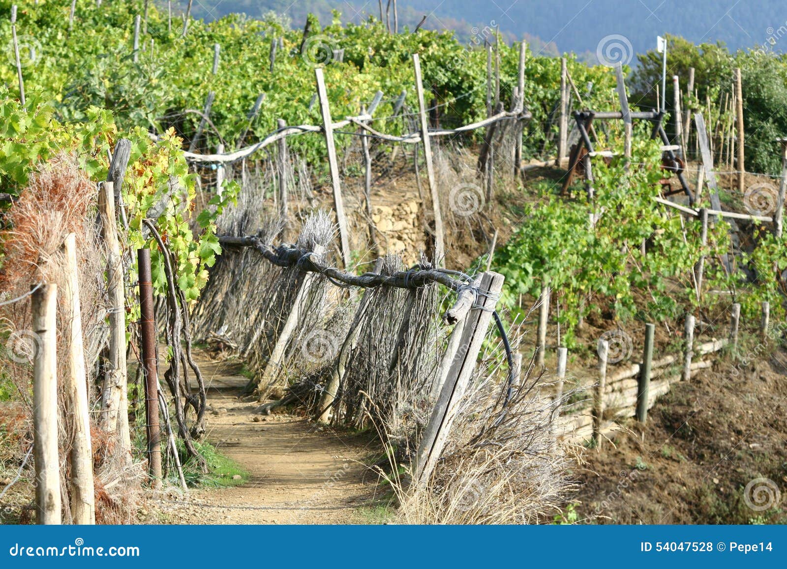 Vineyard path stock photo. Image of grape, growing, industry - 54047528