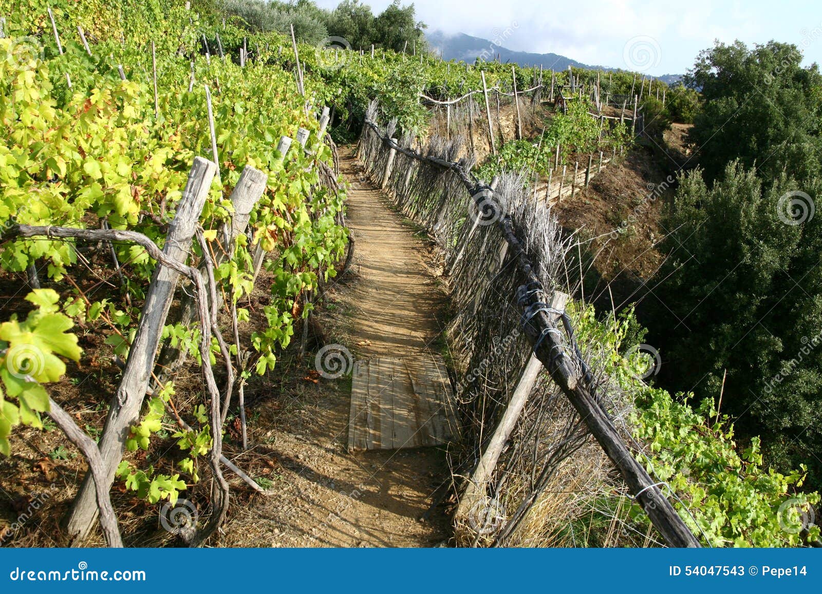 Vineyard path stock image. Image of italy, grow, bunch - 54047543