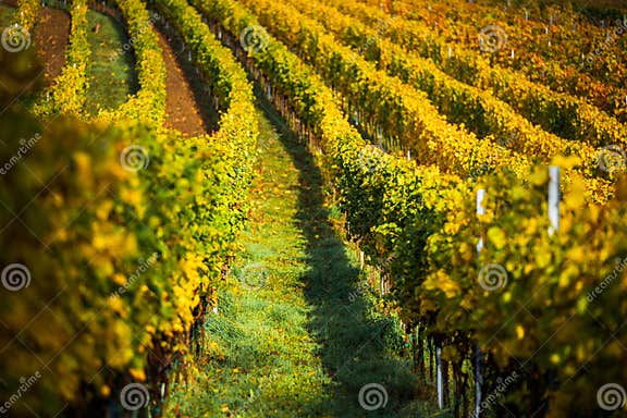 Vineyard path stock photo. Image of fruit, grow, leaves - 336079122
