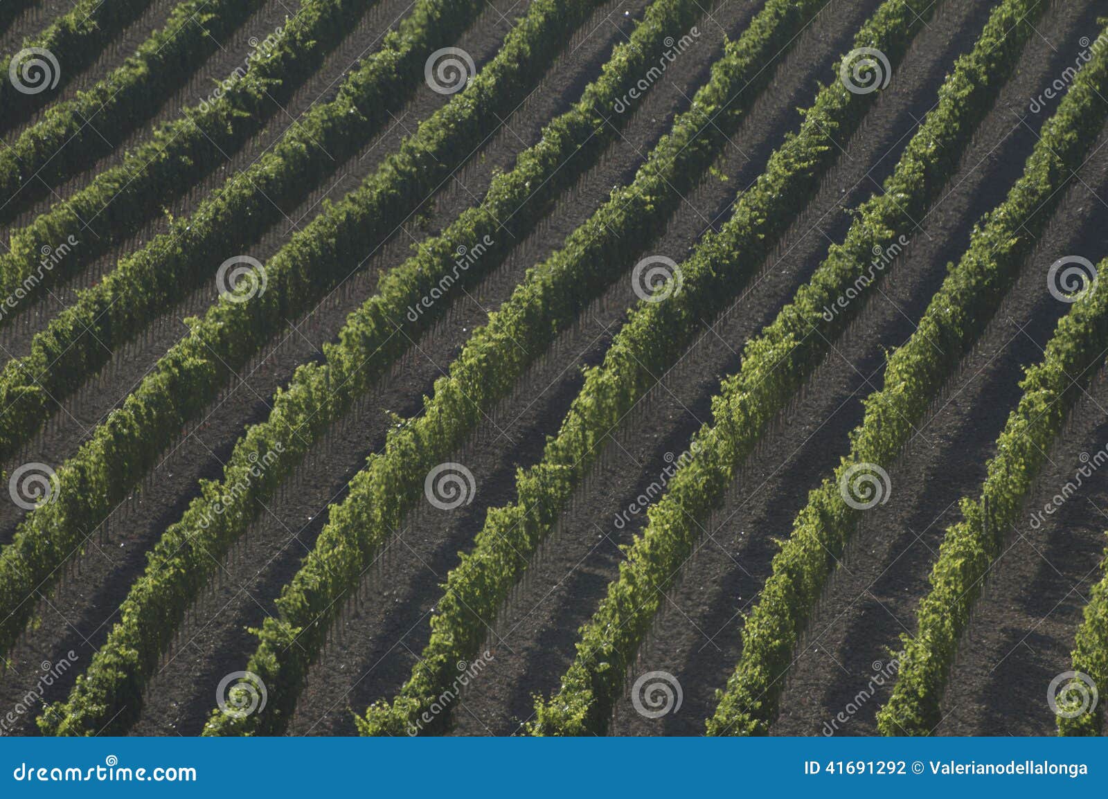 Vineyard pattern stock photo. Image of agriculture, growth - 41691292