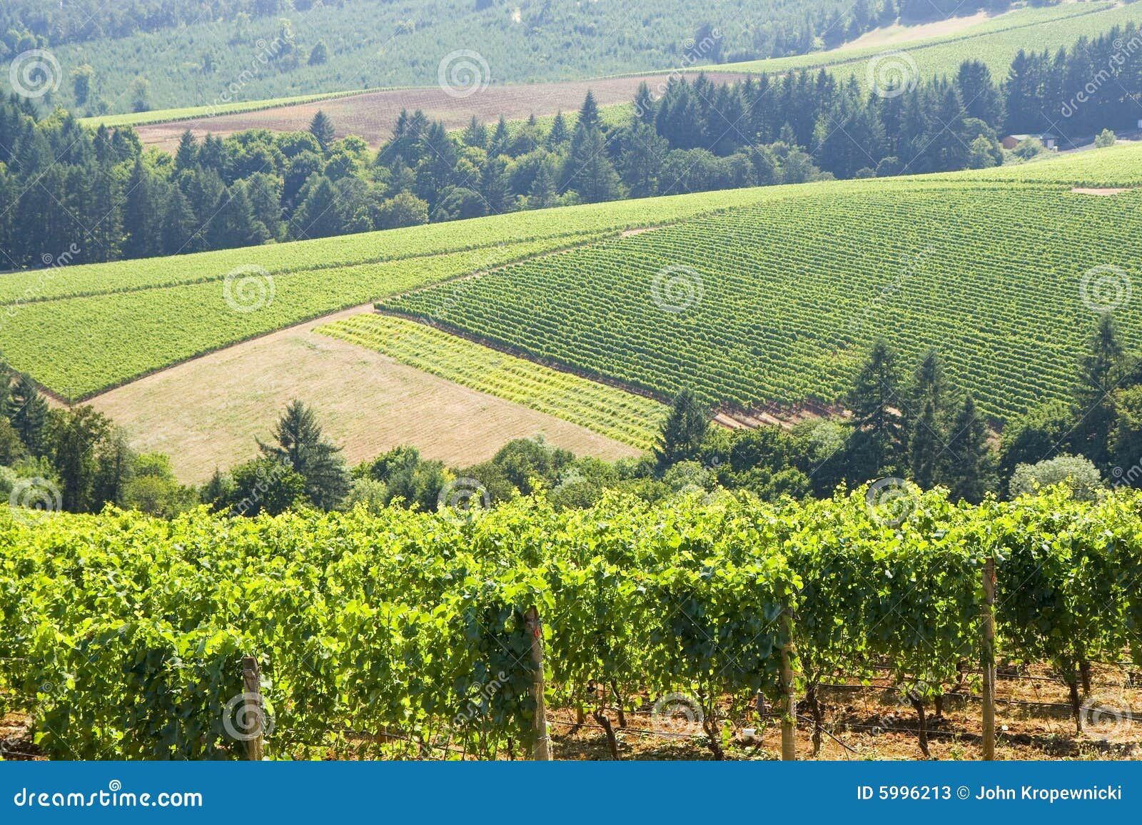 Vineyard Patterns in the Dundee Hills Stock Image - Image of brew ...
