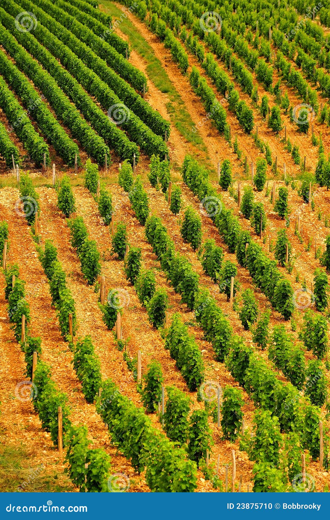 Vineyard Patterns, Sancerre, France Stock Photo - Image of expensive ...
