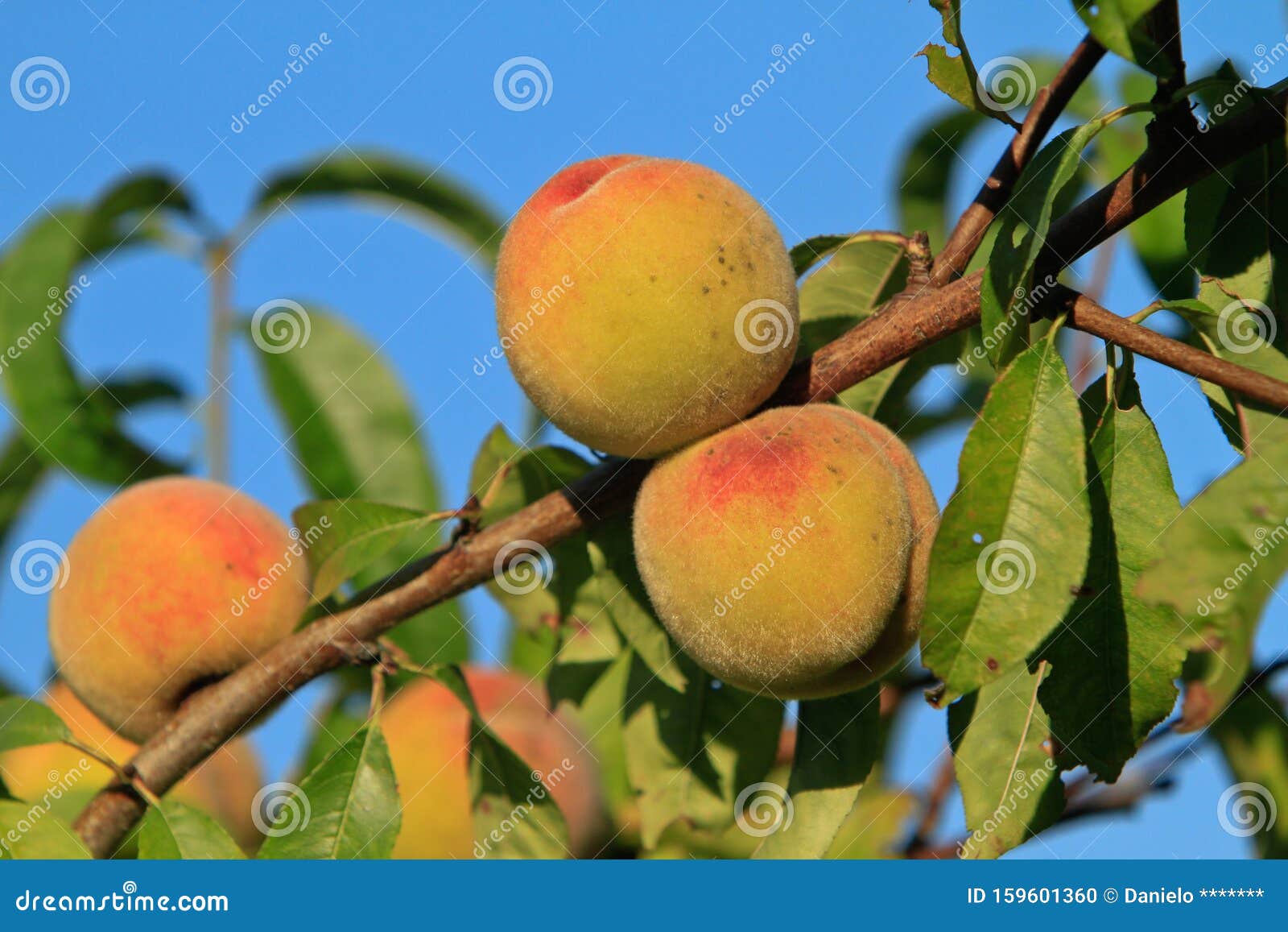Vineyard Peaches on a Branch Stock Photo - Image of growth, nature ...