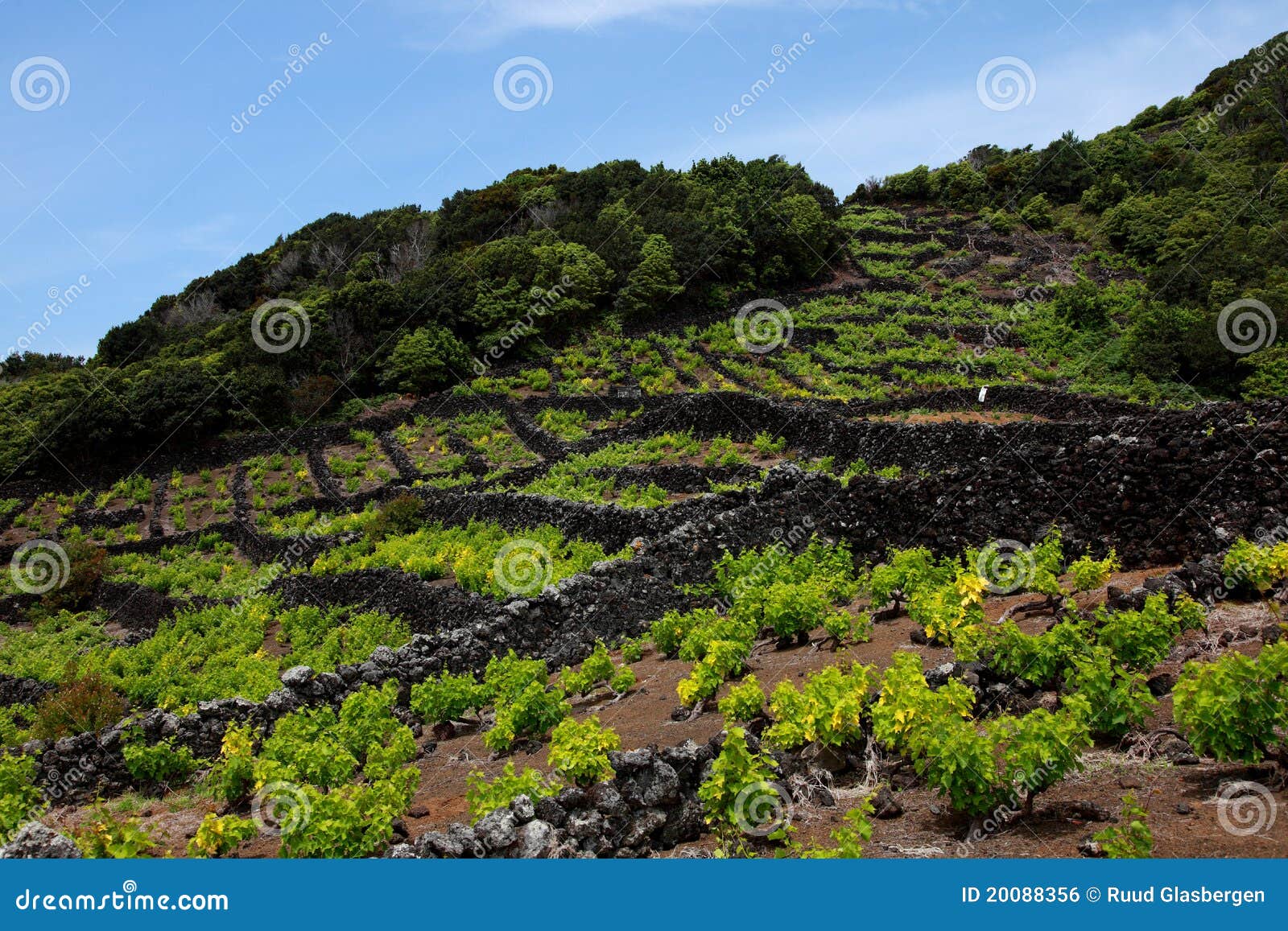 Azores - Pico Island Cows And Black Oxen, Farm Animals In The Wild ...