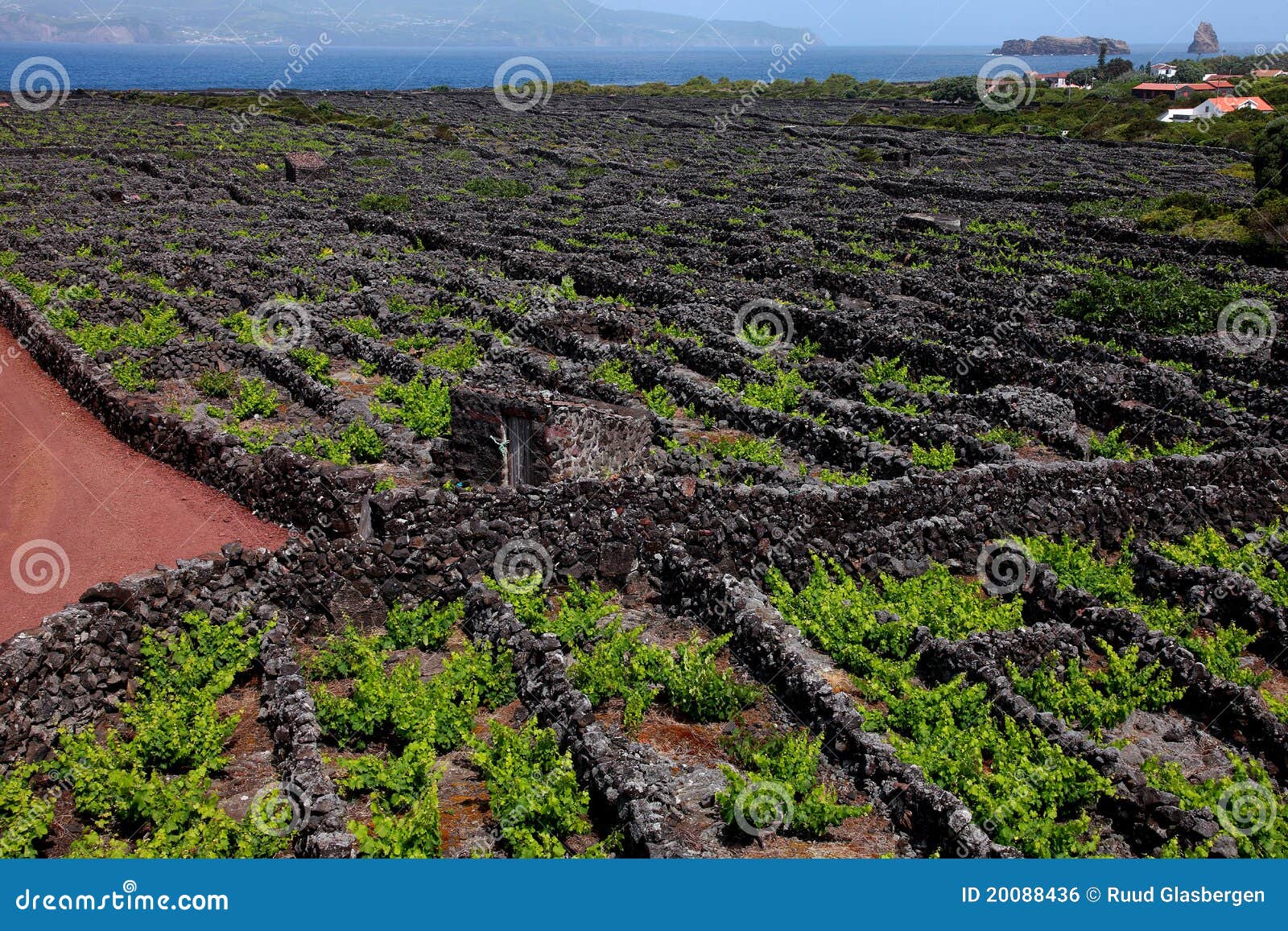 Vineyard in Pico, Azores stock photo. Image of stone - 20088436