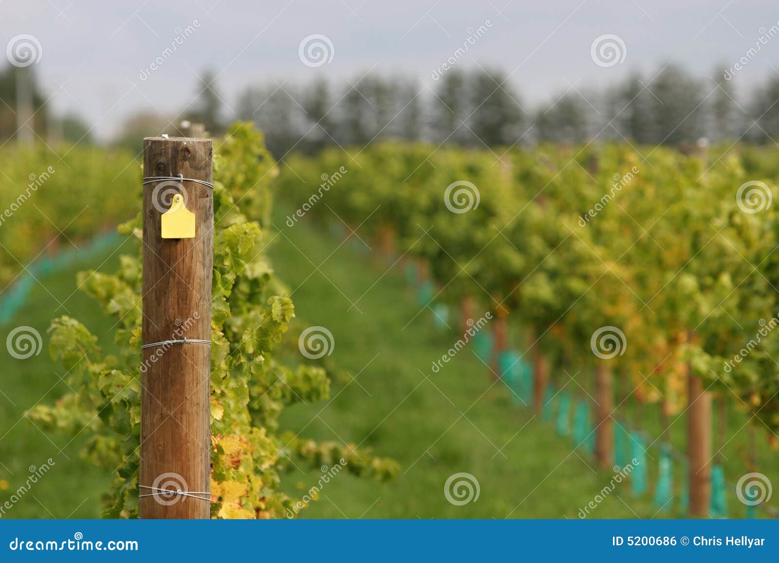 Vineyard post stock photo. Image of harvest, leaf, post - 5200686