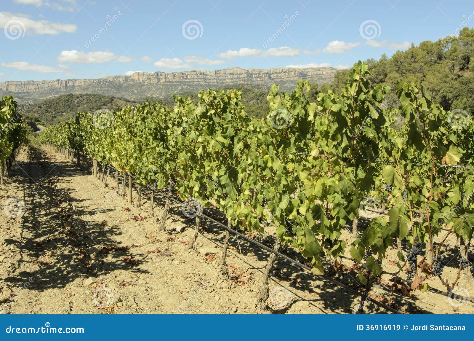Vineyard in Priorat stock image. Image of siurana, landscape - 36916919