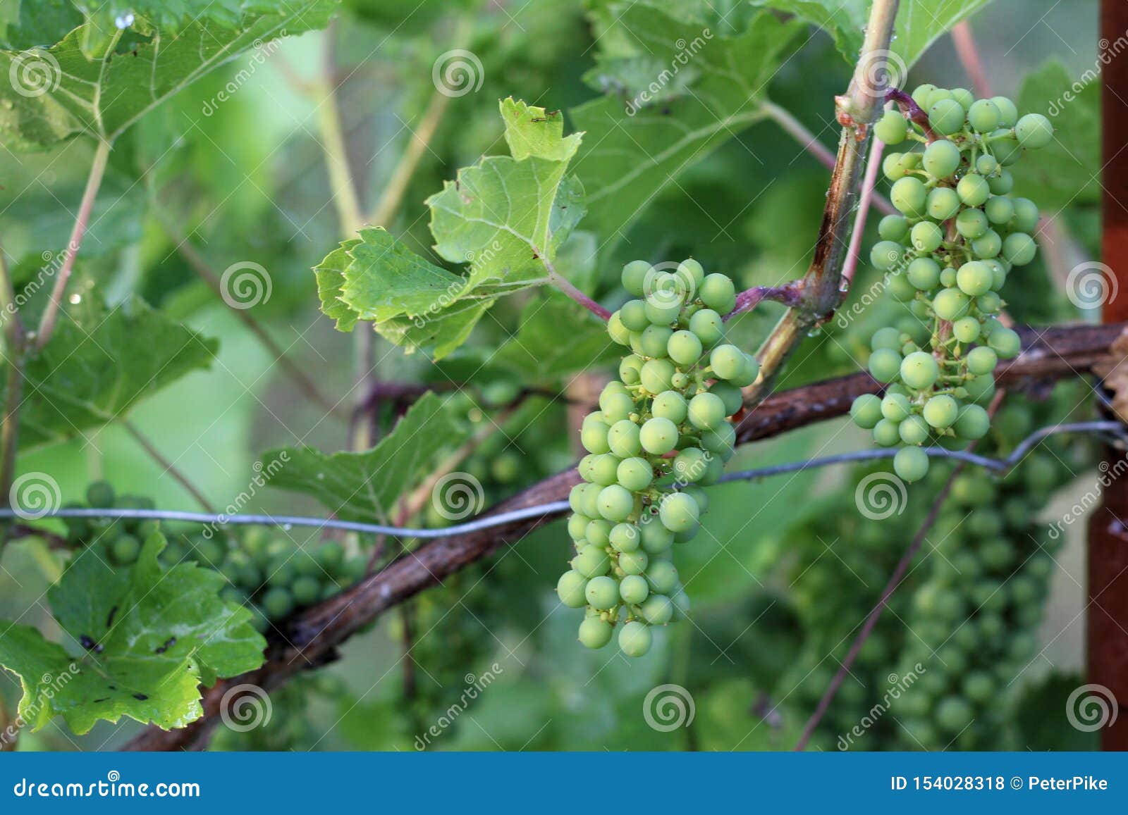 Vineyard after the Rain. Bunches of Grapes Close-up with Water Drops ...