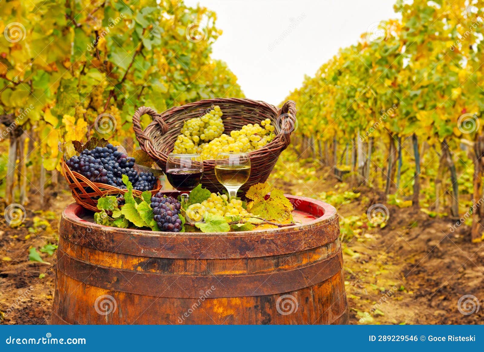 Vineyard with Red and White Wine Autumn Stock Photo - Image of rural ...