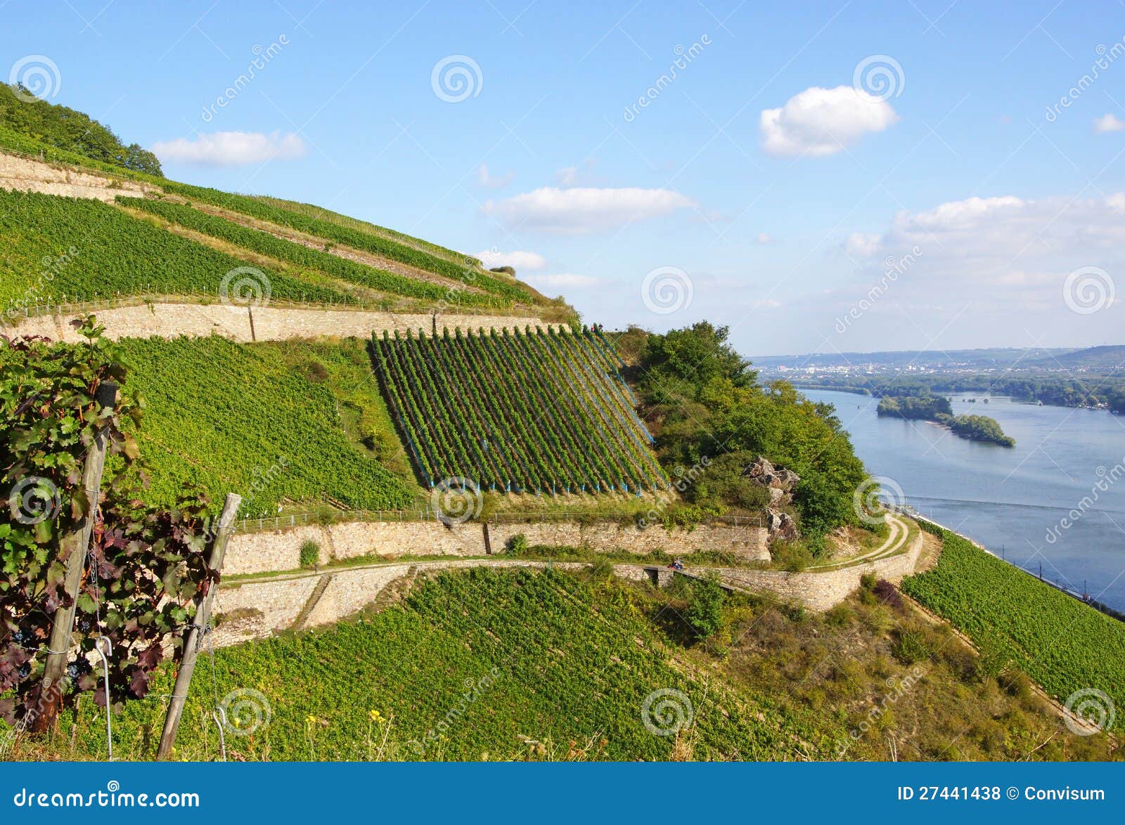 Vineyard by Rhine river stock photo. Image of nature - 27441438