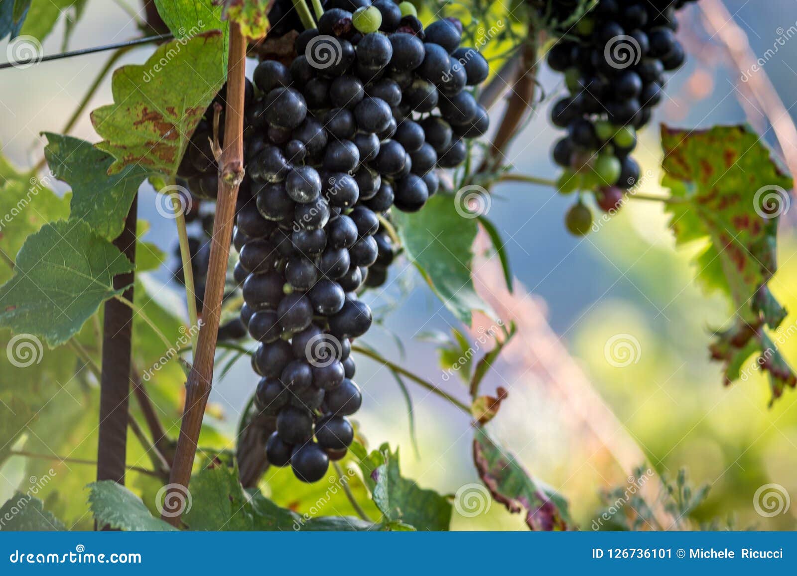 Vineyard with ripe grapes stock image. Image of juicy - 126736101