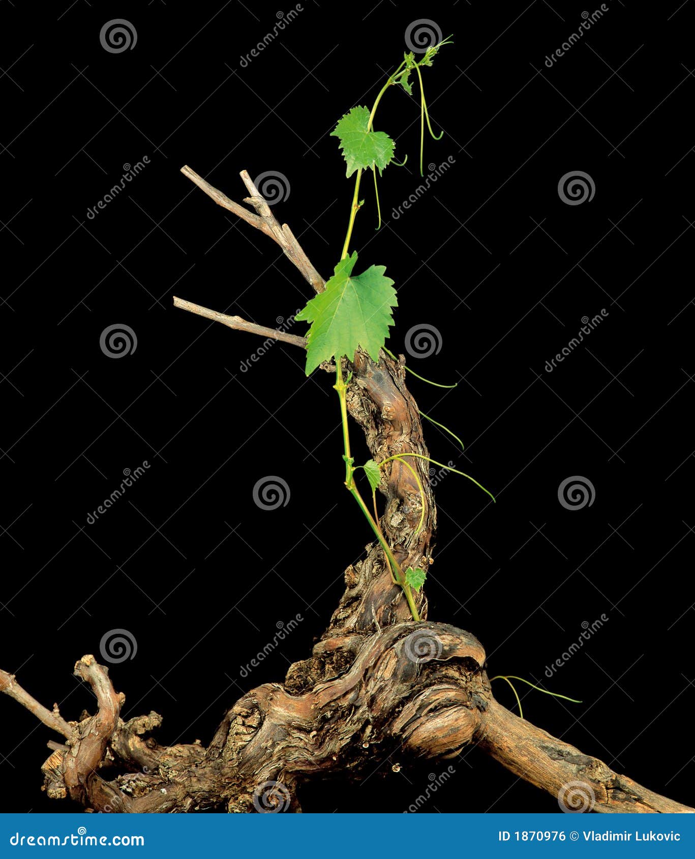 Vineyard root stock photo. Image of berry, menu, freshness - 1870976