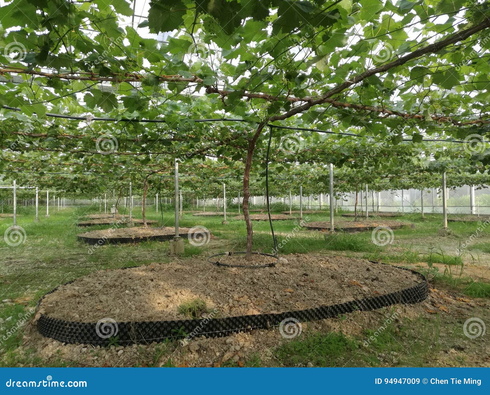 Vineyard stock image. Image of grape, effective, growth - 94947009