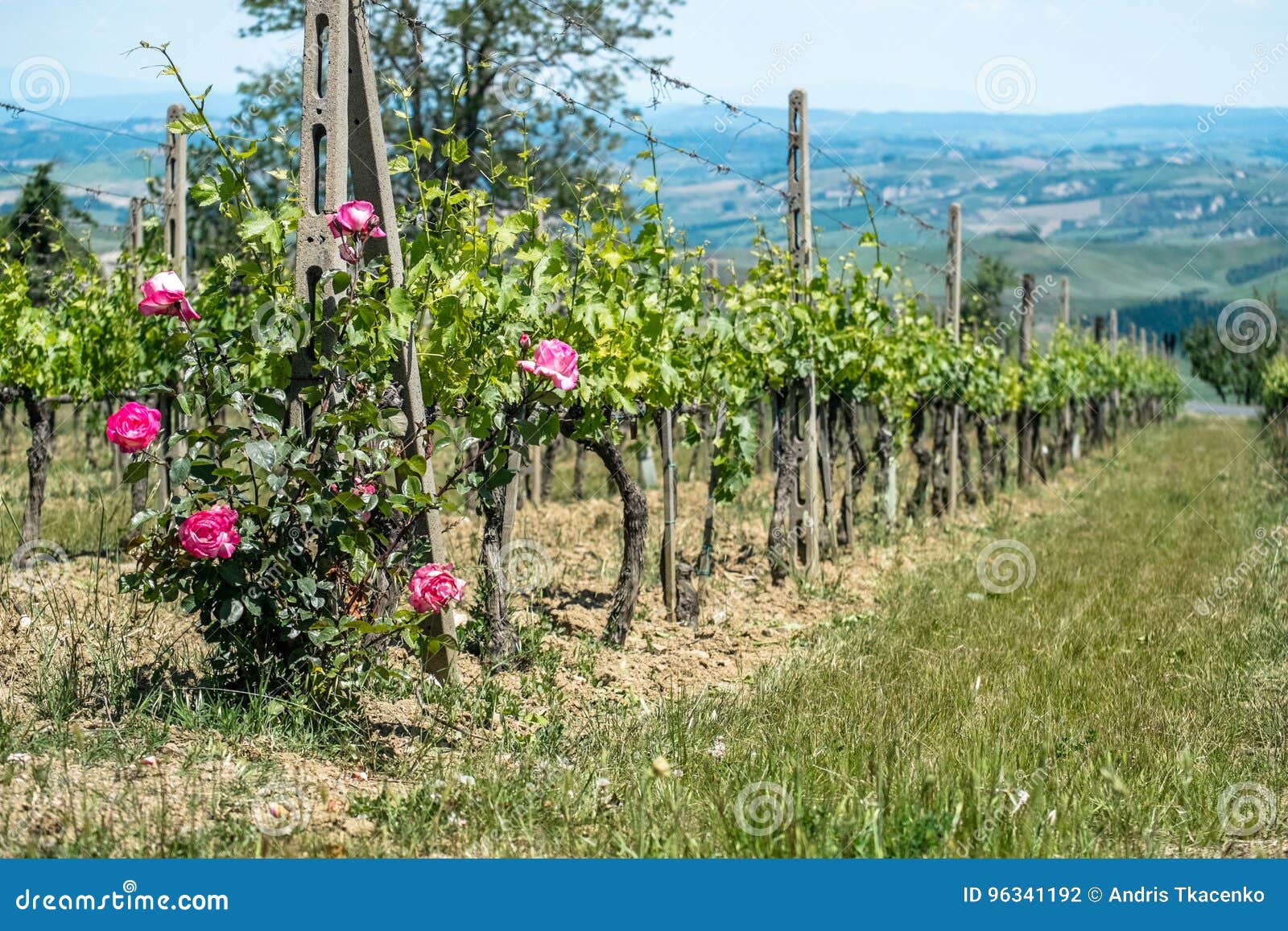 Vineyard with roses stock photo. Image of growing, background - 96341192