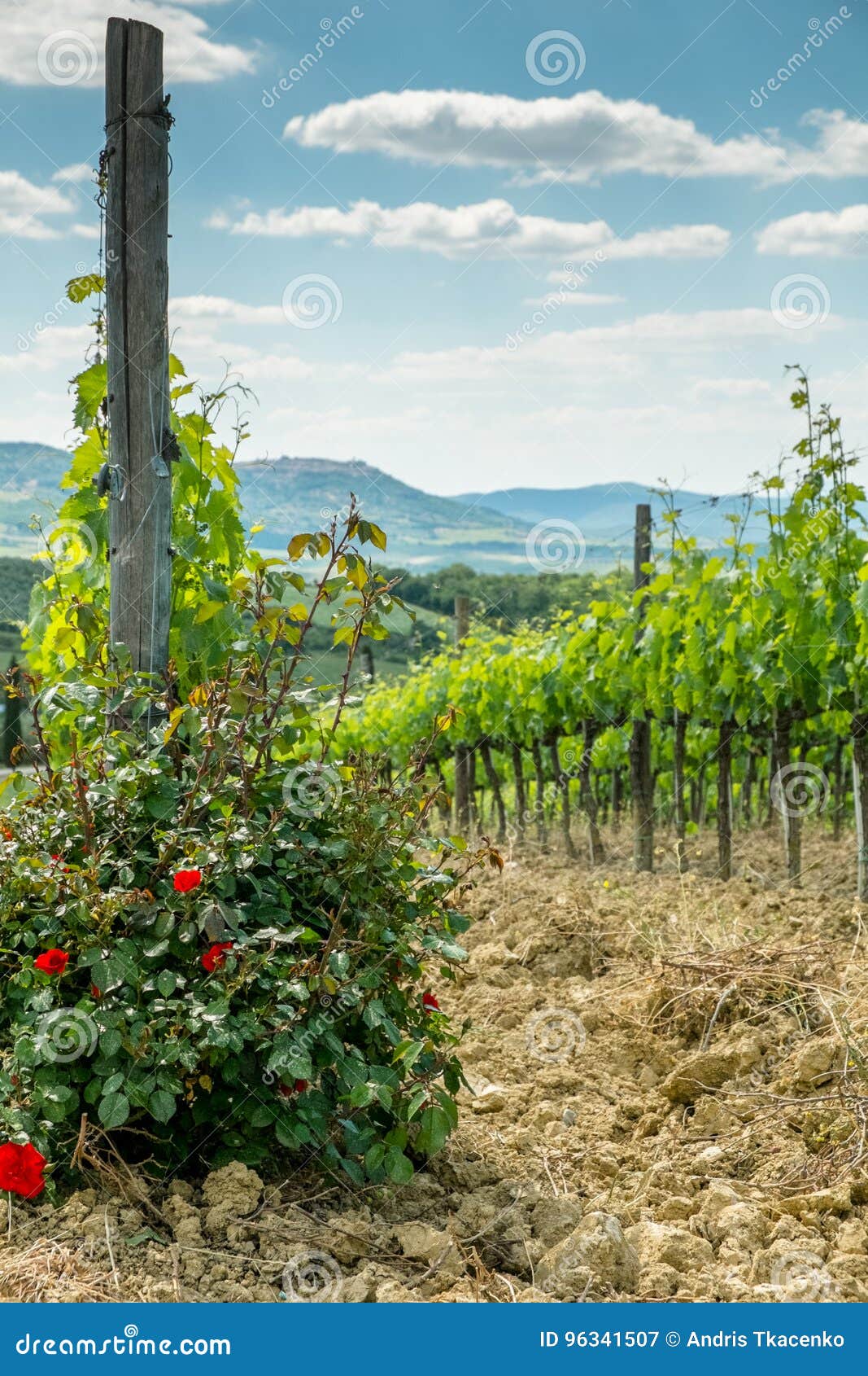 Vineyard with roses stock image. Image of vineyard, travel - 96341507