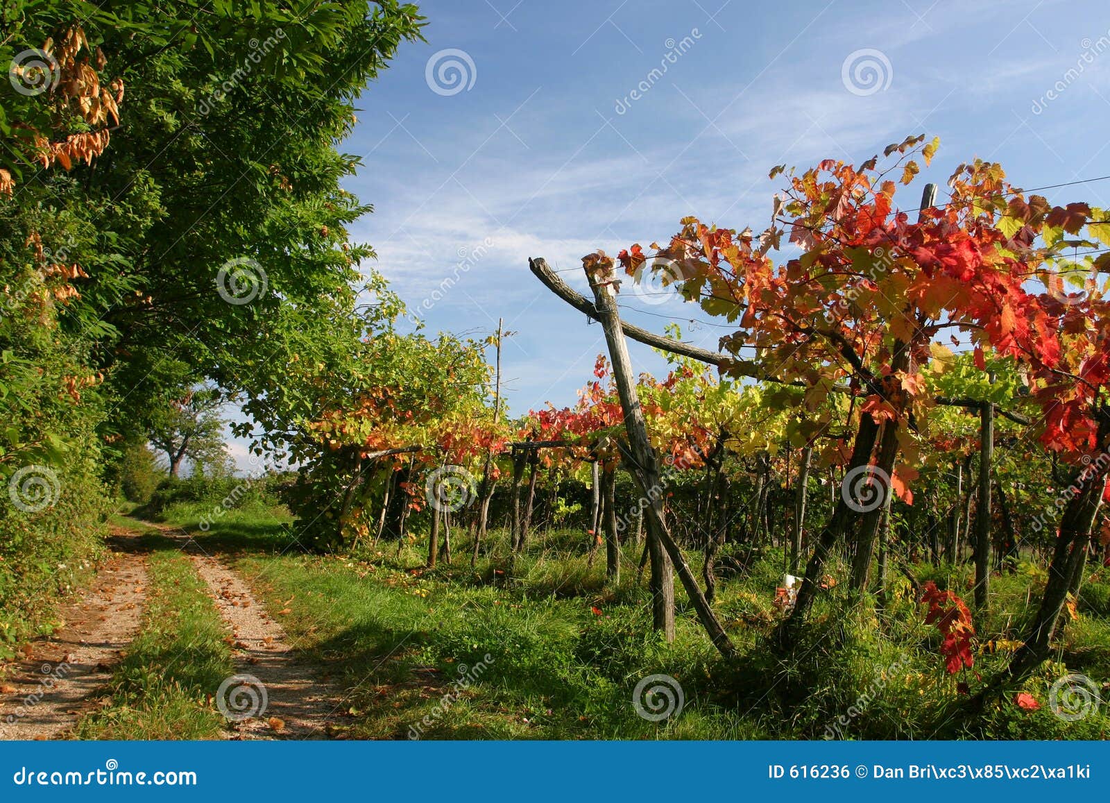 Vineyard route stock photo. Image of vineyard, landscape - 616236