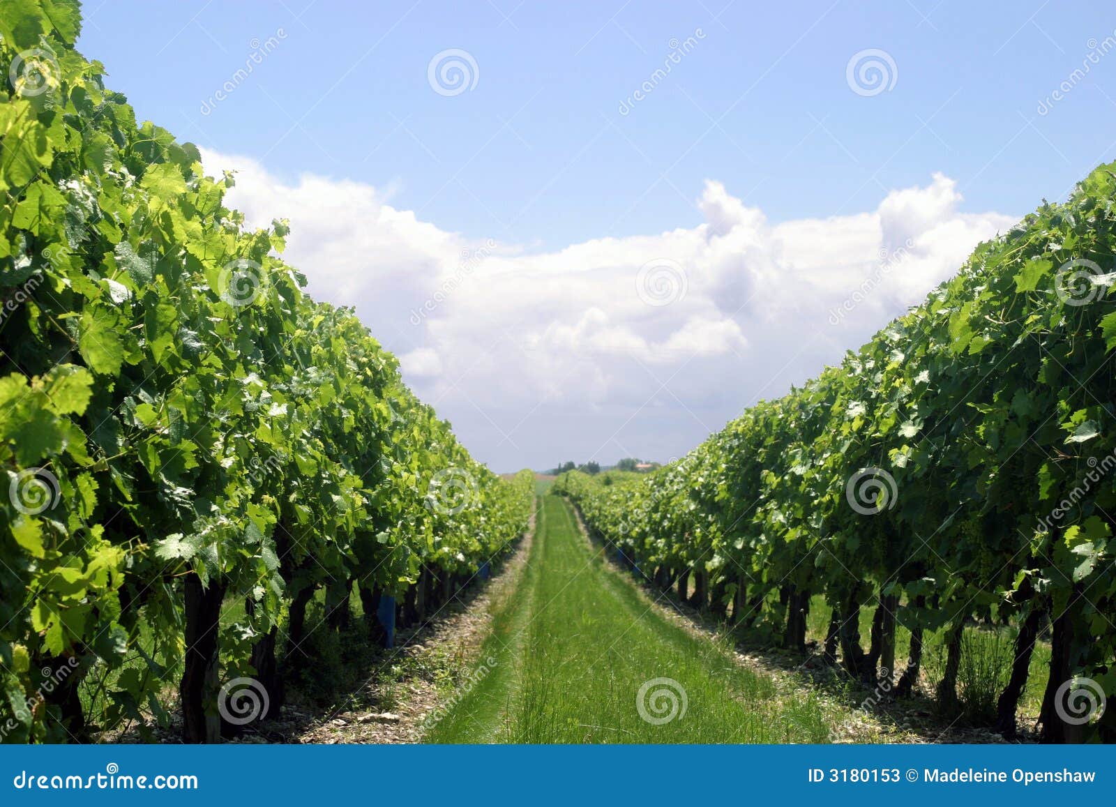 Vineyard Row stock image. Image of grape, farming, growing - 3180153