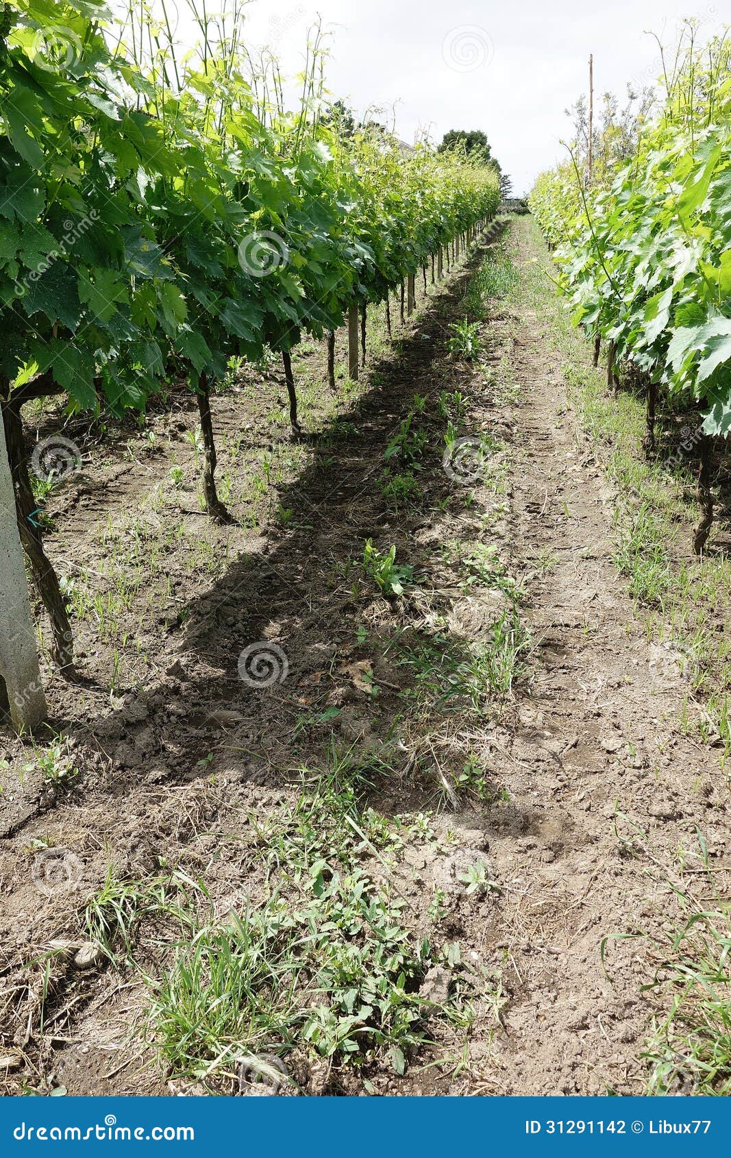 Vineyard Row stock photo. Image of edible, vine, tasty - 31291142