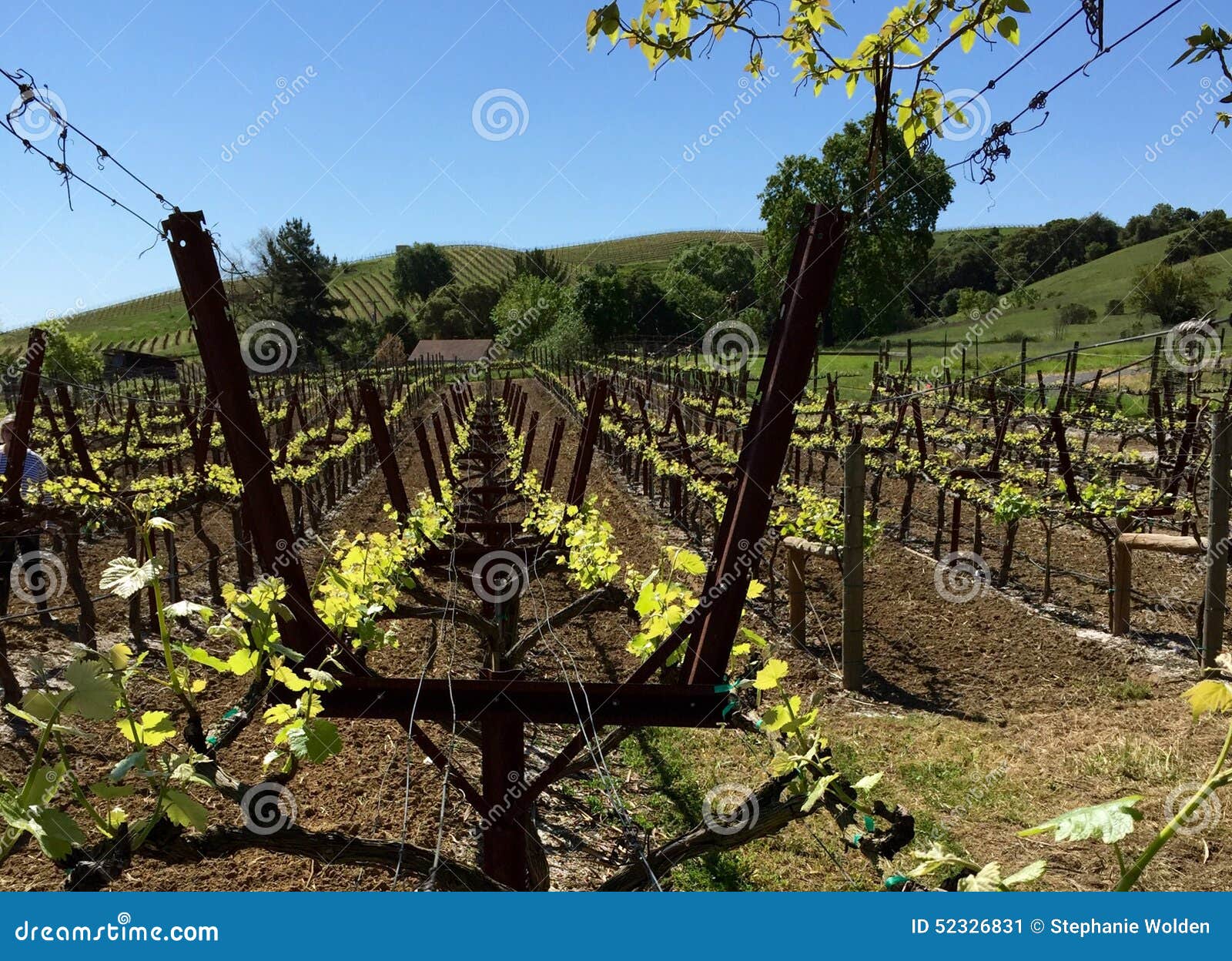 Vineyard Row stock image. Image of knoll, trellis, quadrilateral - 52326831