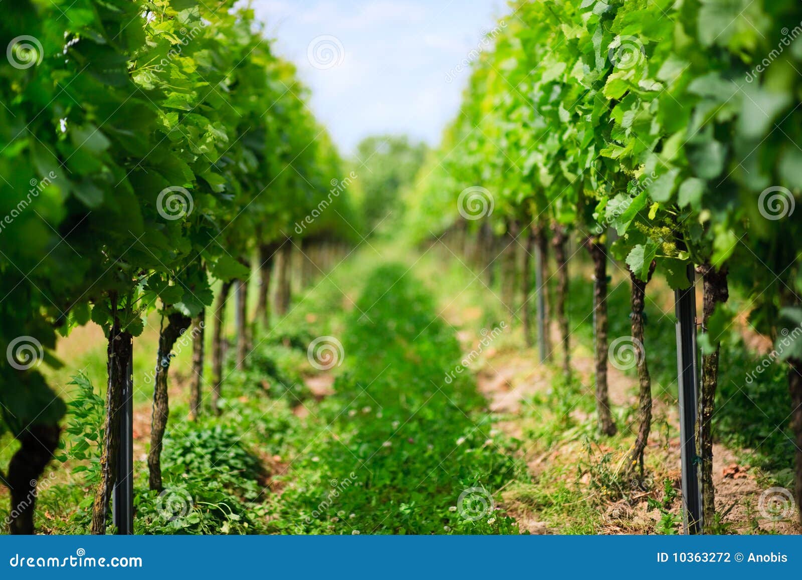 Vineyard rows stock photo. Image of outdoors, garden - 10363272