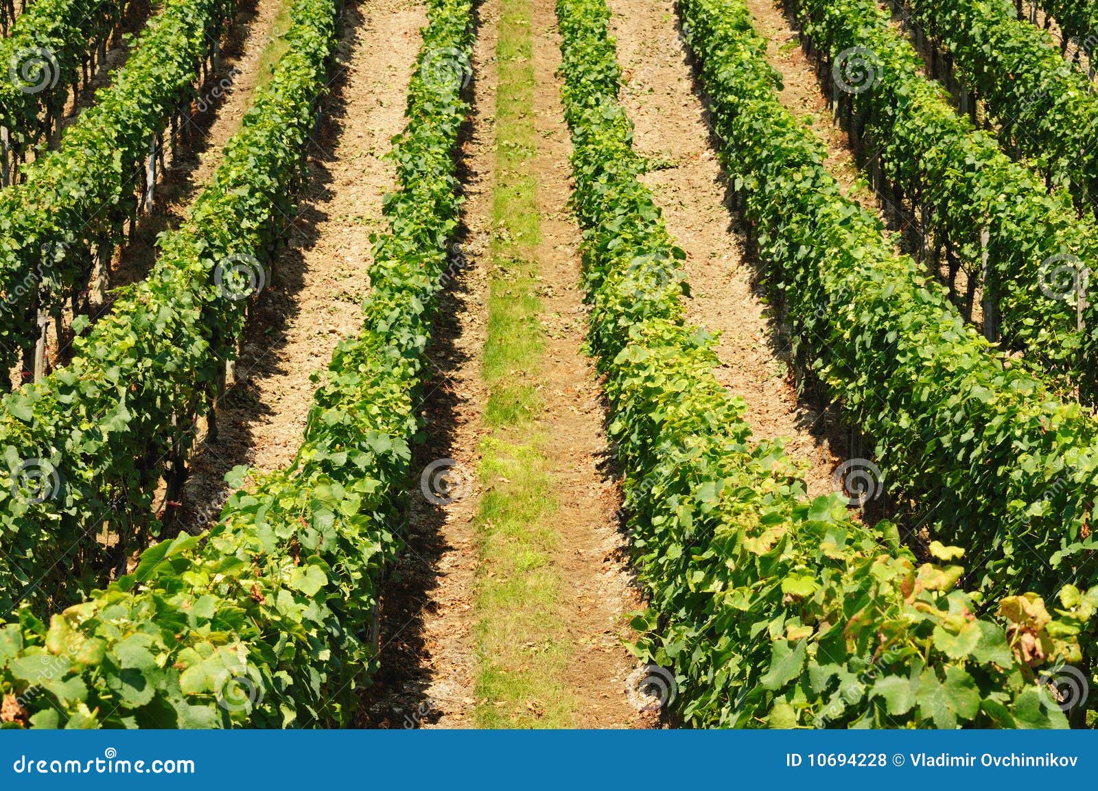 Vineyard Rows stock photo. Image of vibrant, view, leaf - 10694228