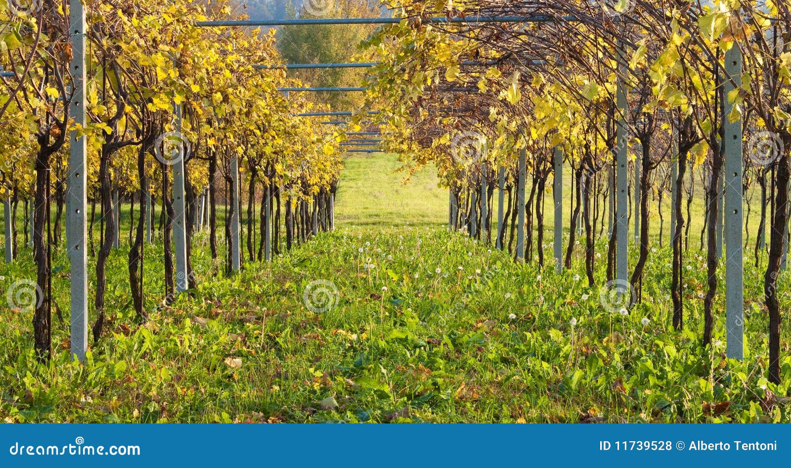 Vineyard - Rows stock photo. Image of orange, grapevine - 11739528