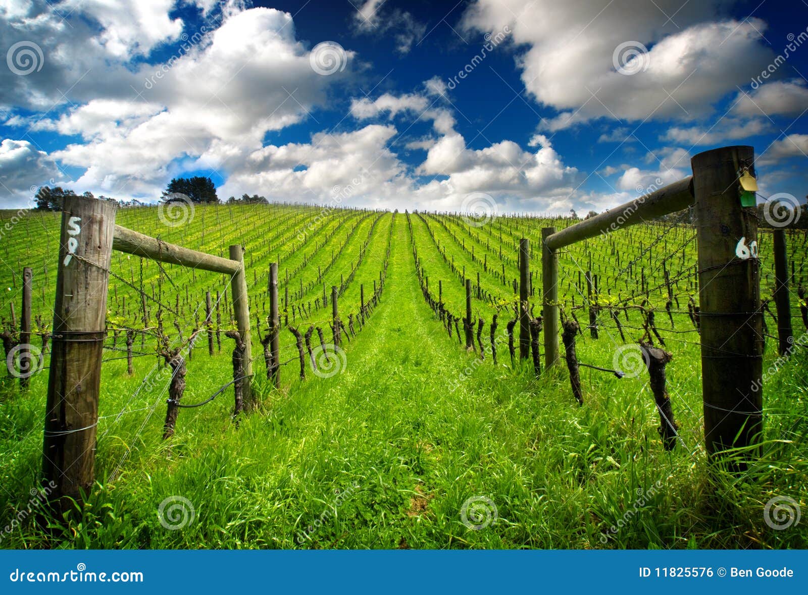 Vineyard Rows stock photo. Image of rural, australia - 11825576