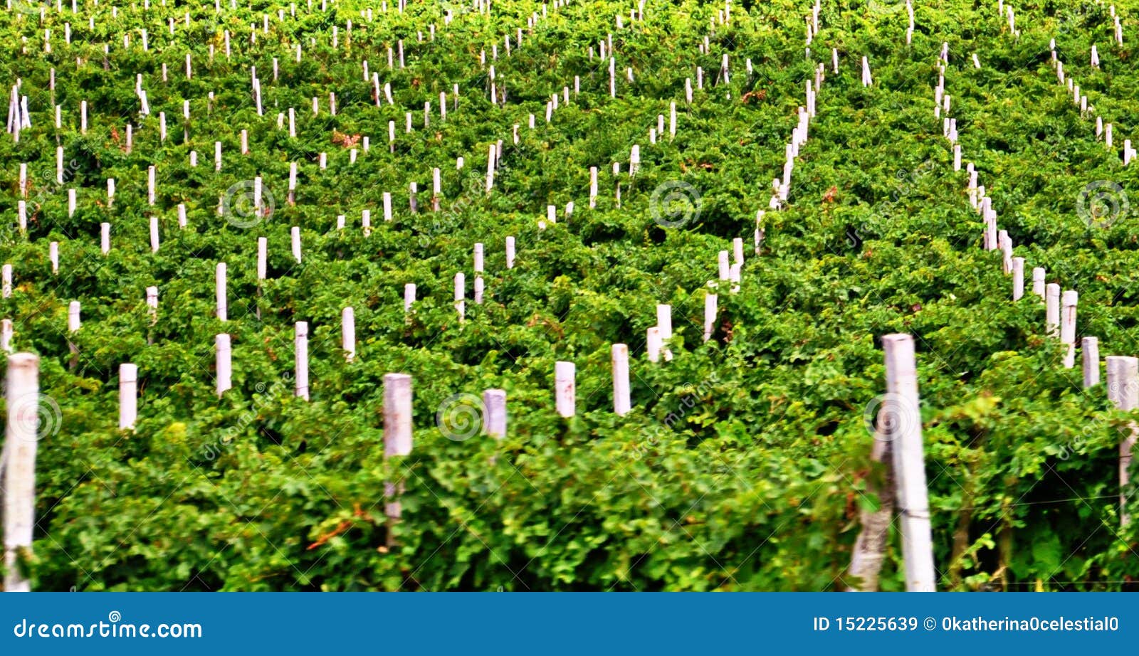 Vineyard Rows stock image. Image of green, winemaker - 15225639