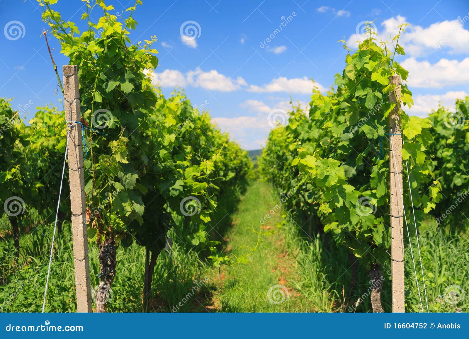 Vineyard rows stock photo. Image of farming, plant, fresh - 16604752