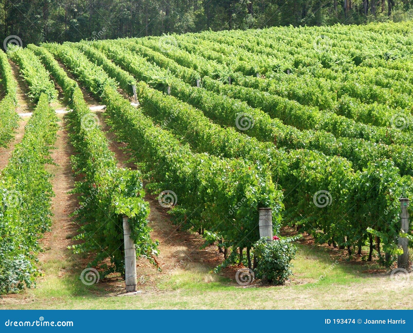 Vineyard Rows stock photo. Image of winery, field, alcohol - 193474