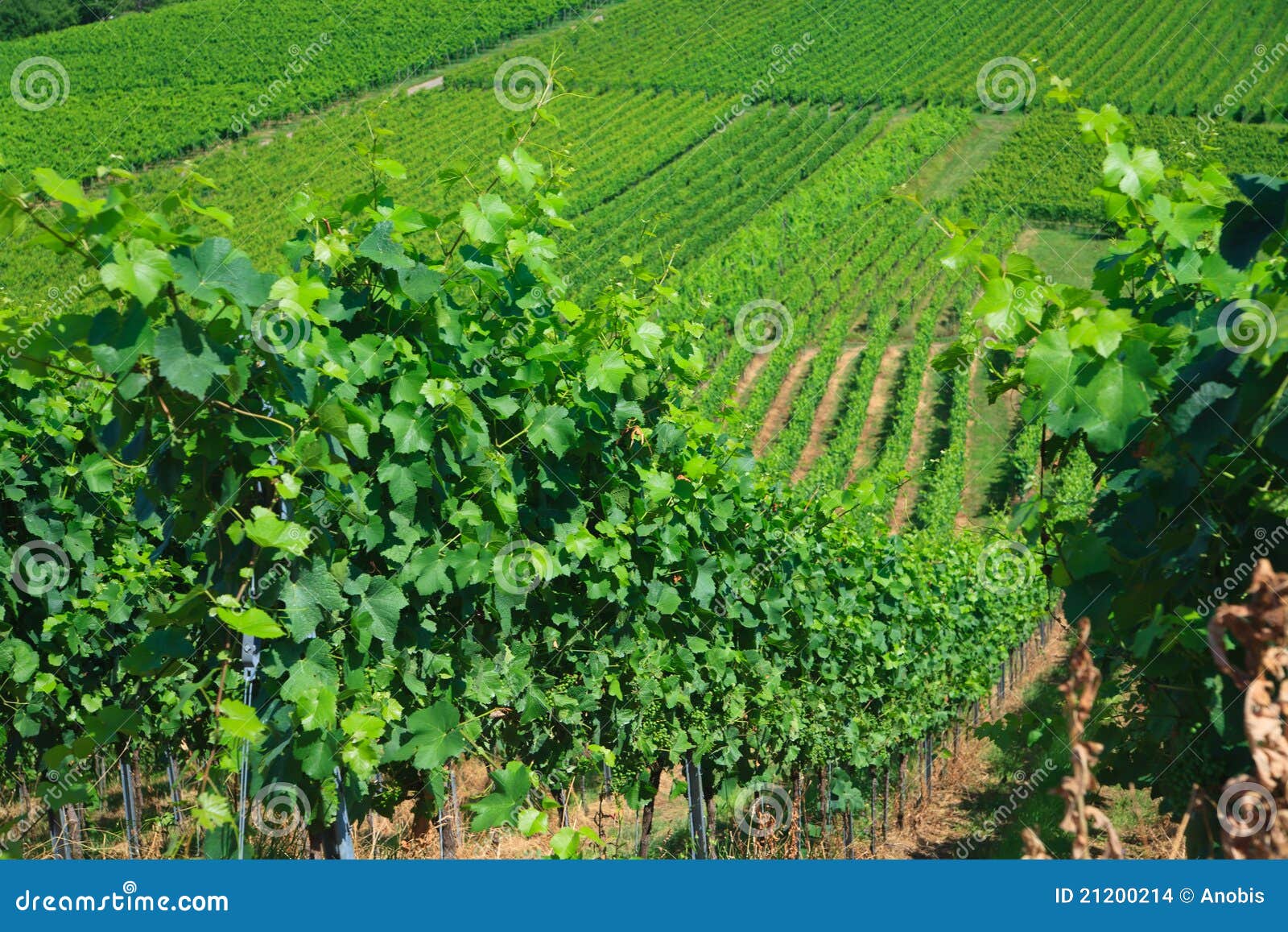Vineyard rows stock photo. Image of plant, outdoor, growth - 21200214