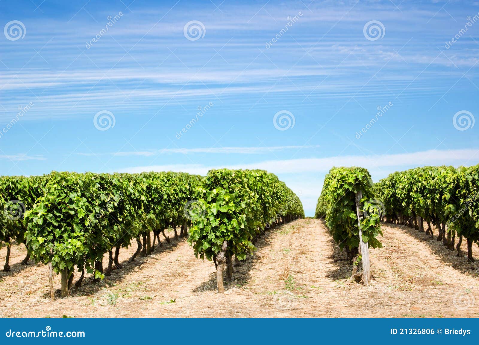 Vineyard rows stock photo. Image of plant, hill, countryside - 21326806