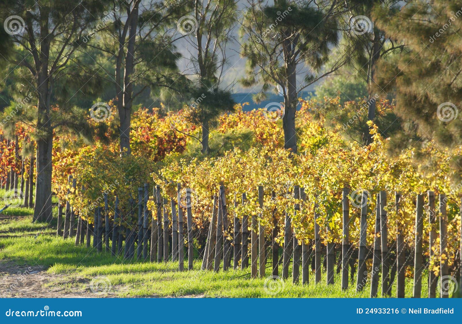 Vineyard Rows stock photo. Image of viticulture, rows - 24933216