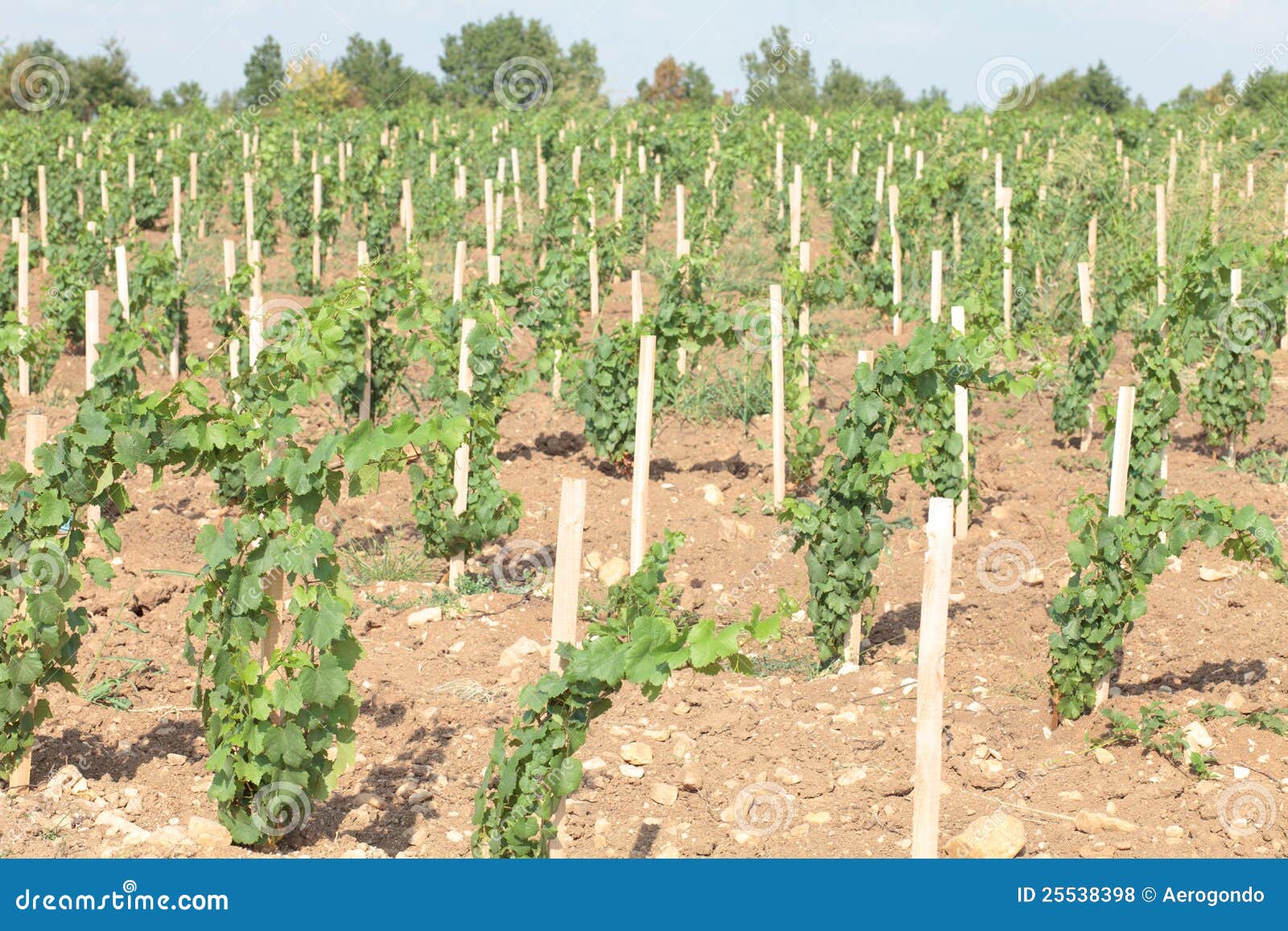 Vineyard rows stock photo. Image of earth, growing, dirt - 25538398