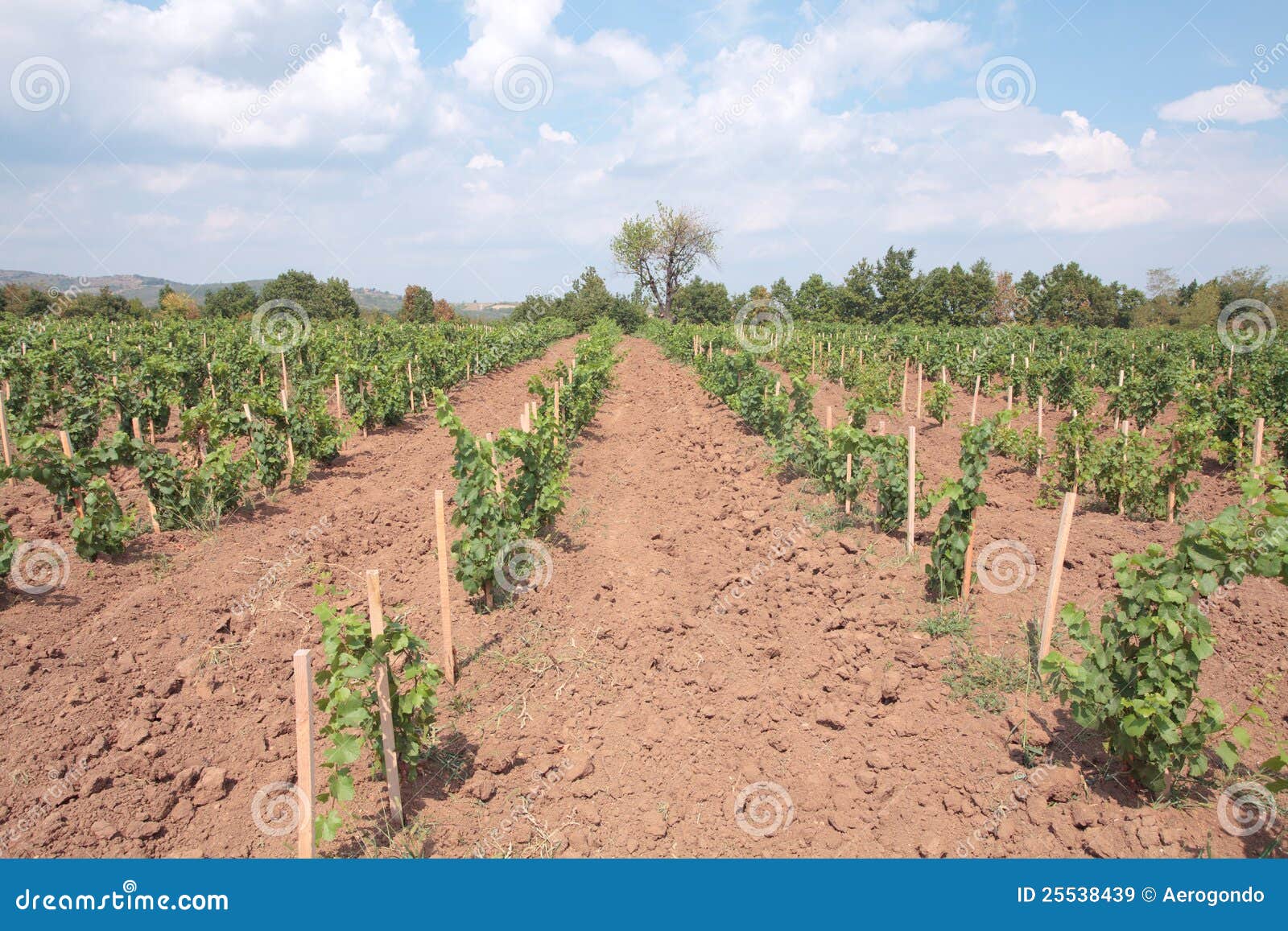 Vineyard rows stock image. Image of hill, fruit, growing - 25538439