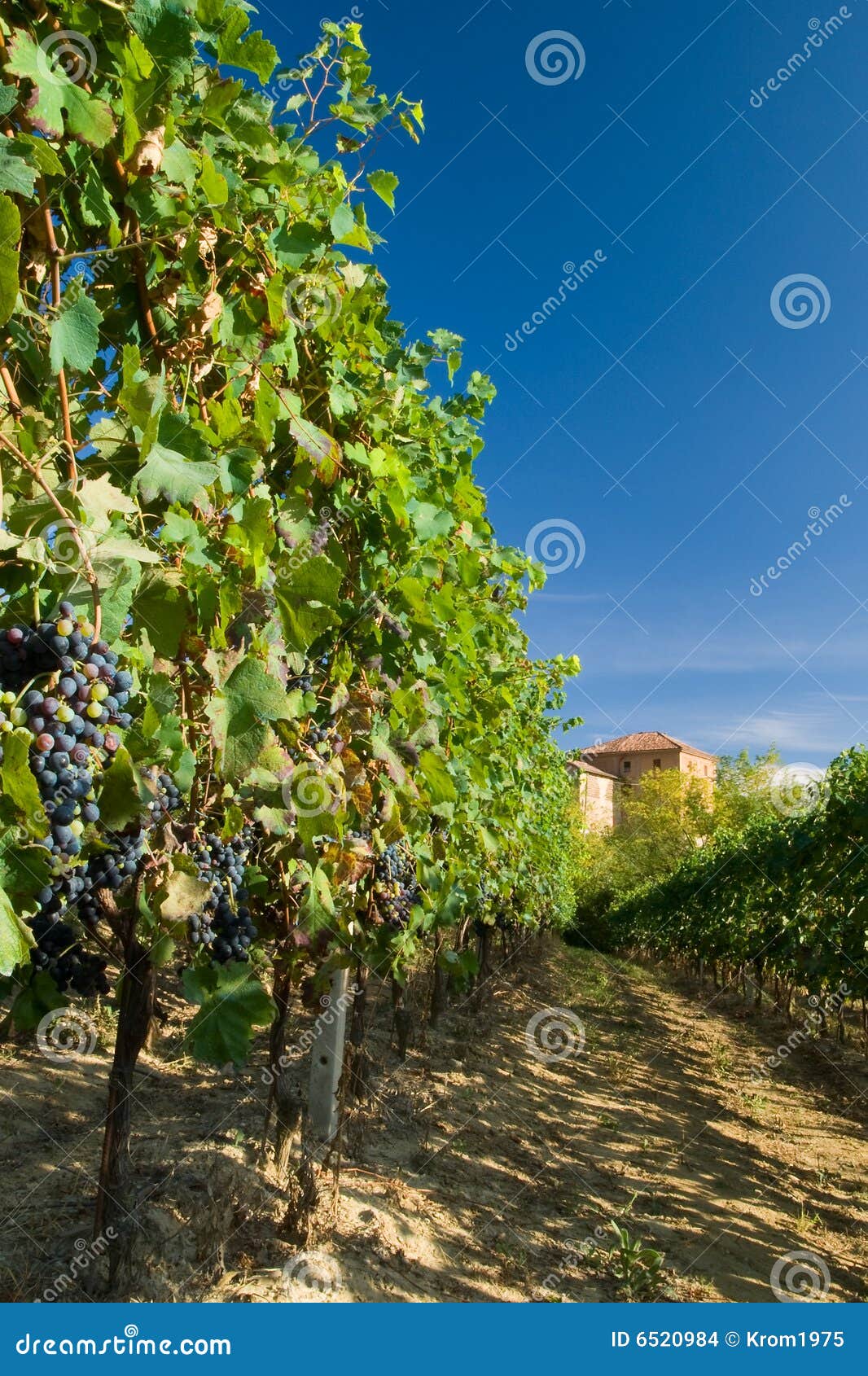 Vineyard rows stock photo. Image of land, country, growing - 6520984