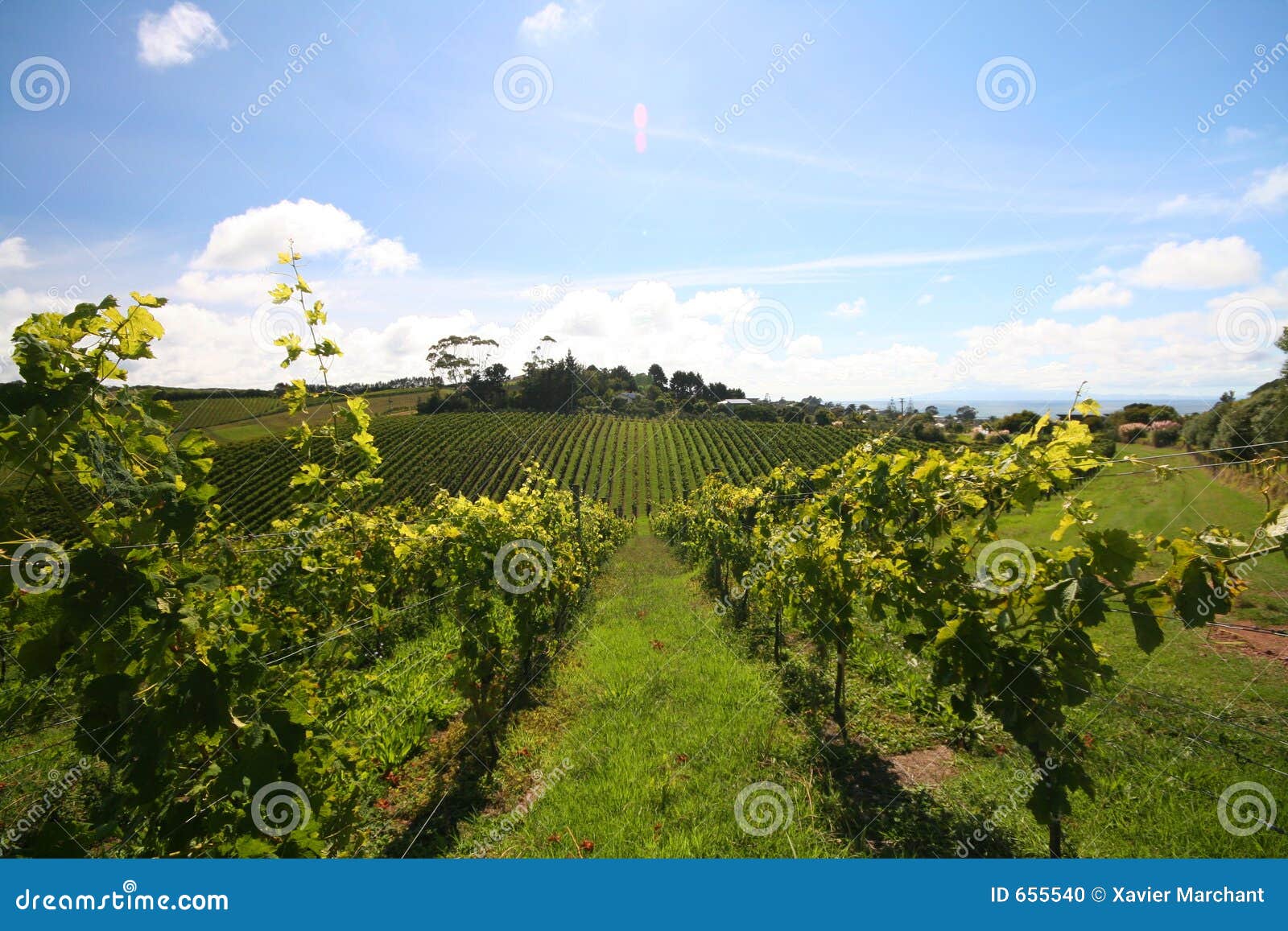 Vineyard rows stock photo. Image of waiheke, vineyard, hills - 655540