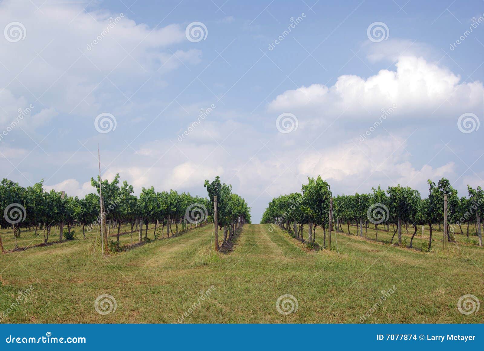 Vineyard Rows stock photo. Image of growing, hillside - 7077874